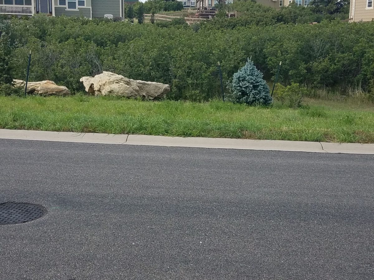 Native Grass – A1 Affordable Hydroseed