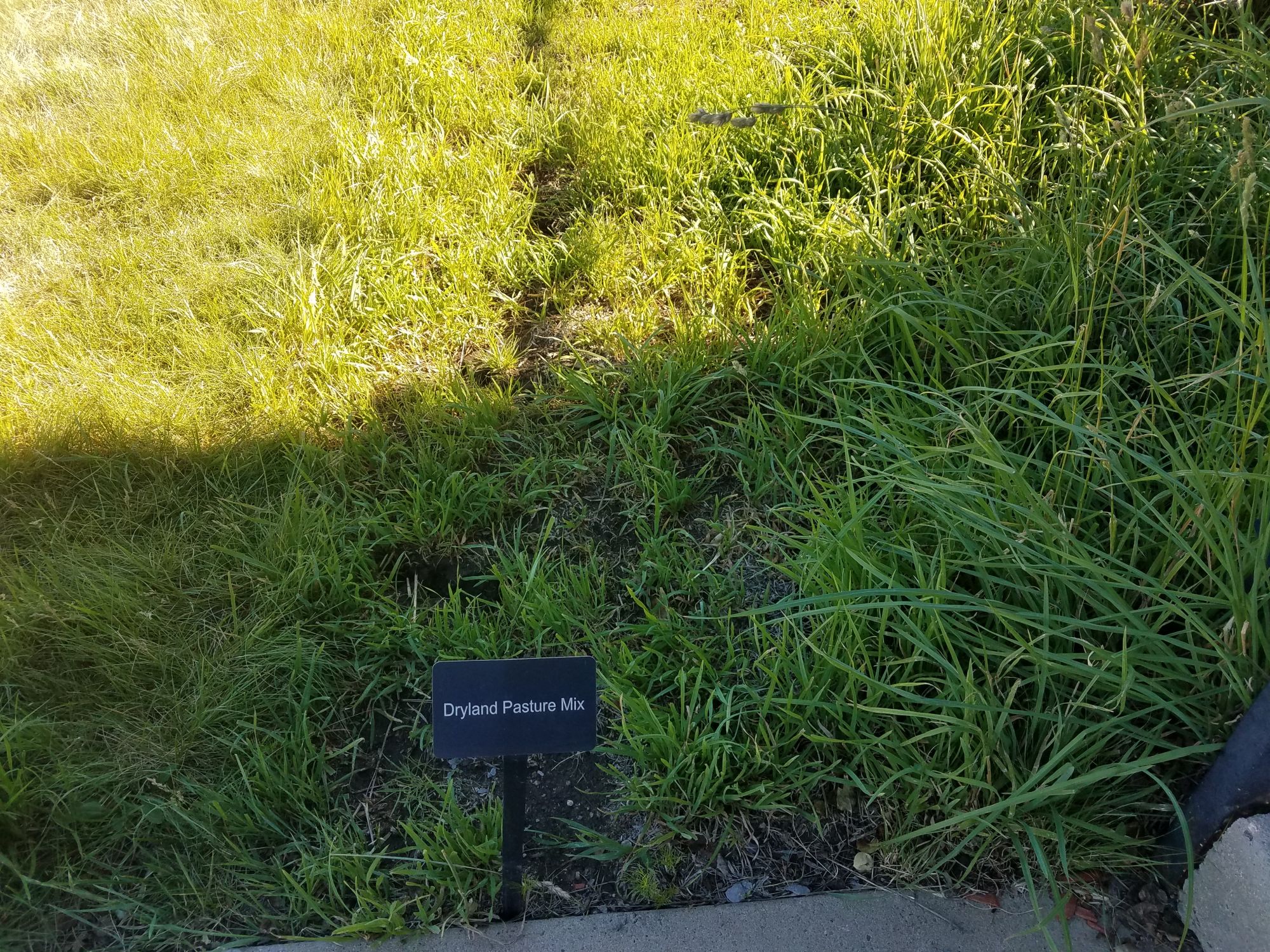 Native Mix Dryland – A1 Affordable Hydroseed