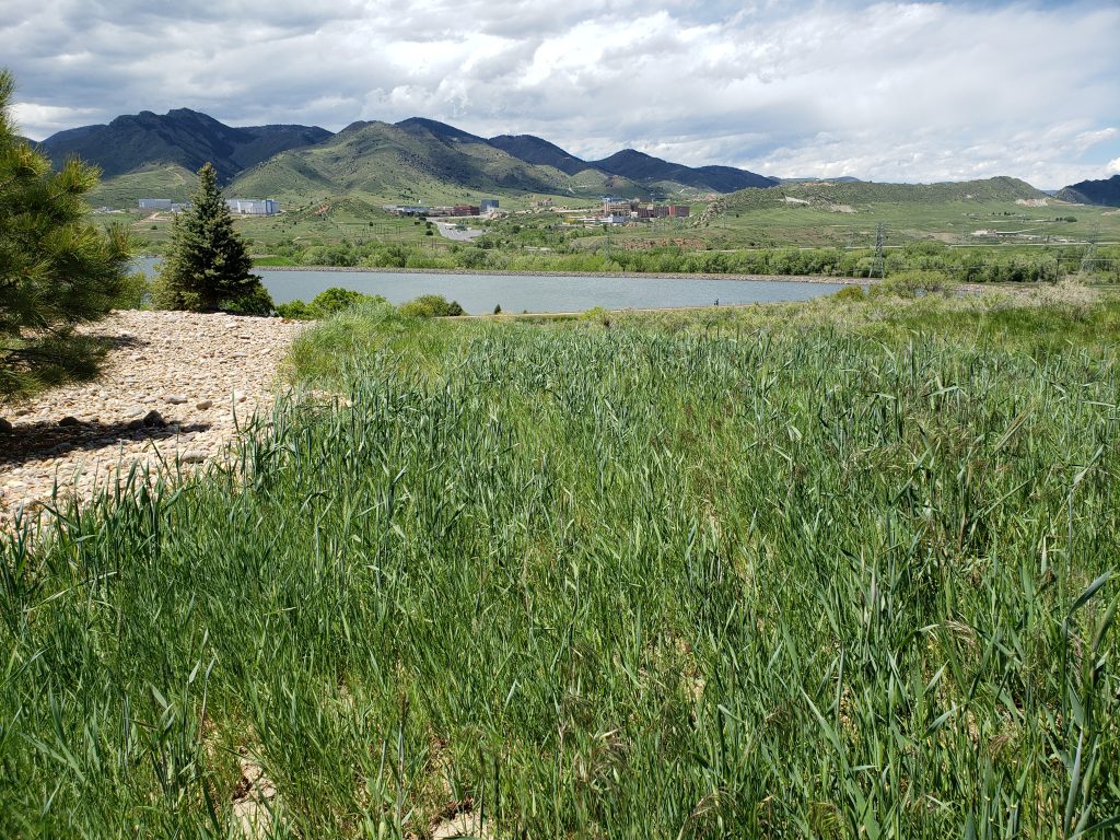 A1 Affordable Hydroseed – Colorado Hydroseeding