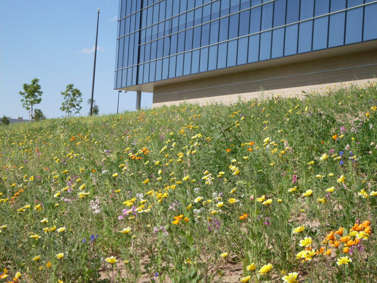 Services - A1 Affordable Hydroseed